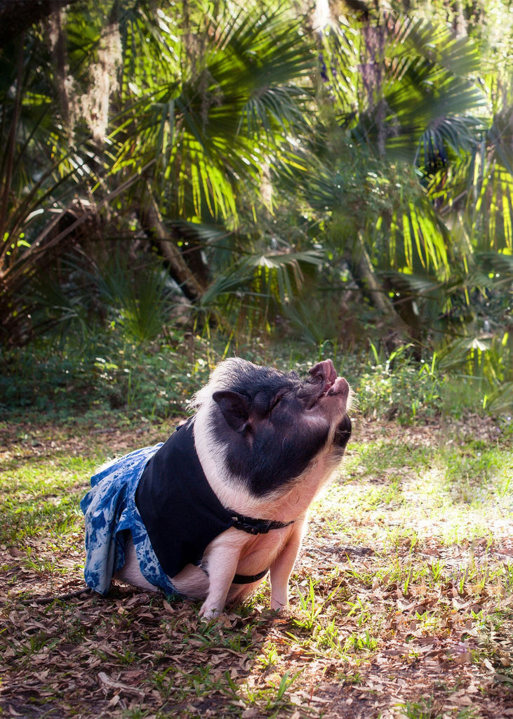 hero_slide_5_1024x1024.jpg?v=61035499706605623781477859619